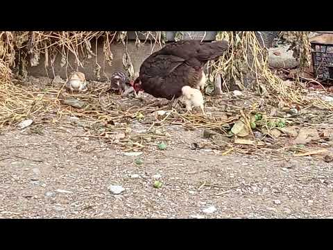 Yavrularını koruyan anne tavuk şok görüntüler