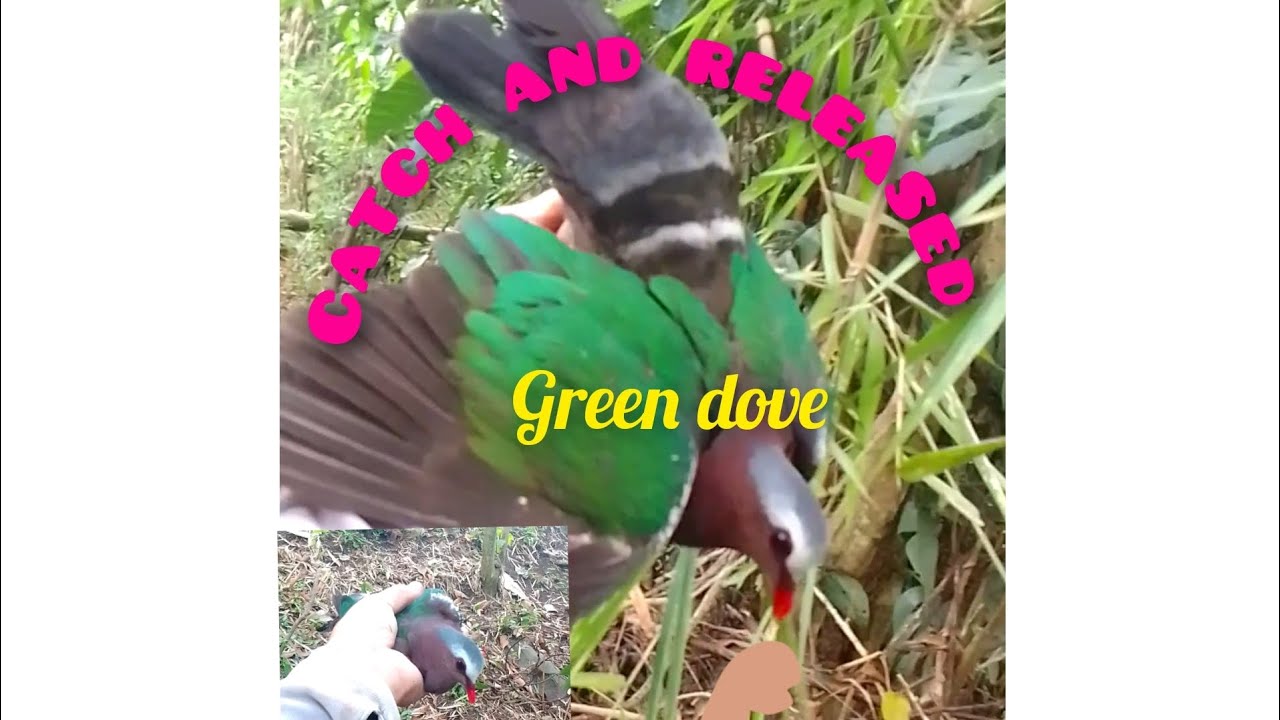 ligit na bitag pang labuyo,, huli Ang green dove😉😯🤠"catch and released ...