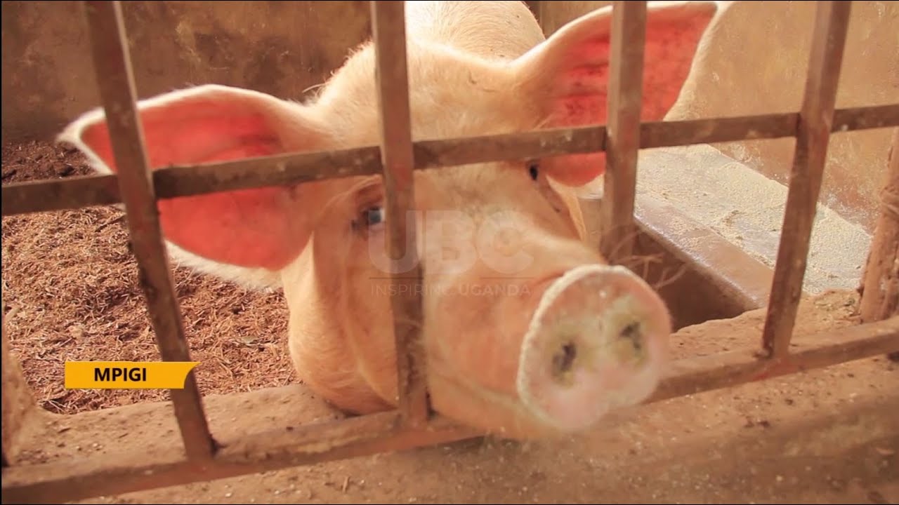 Mpigi farmers innovate indigenous preventative method to curb African ...