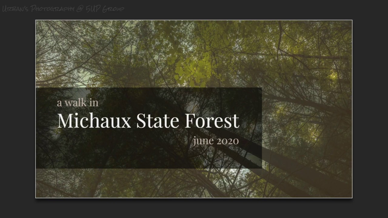 A walk thru Michaux SP June 2020 - YouTube