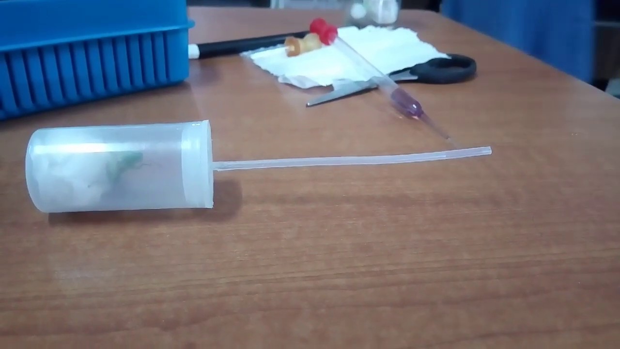 Respirometer Sederhana - YouTube