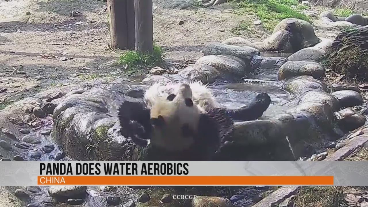 Panda does water aerobics WTAJ Studio 814 - YouTube
