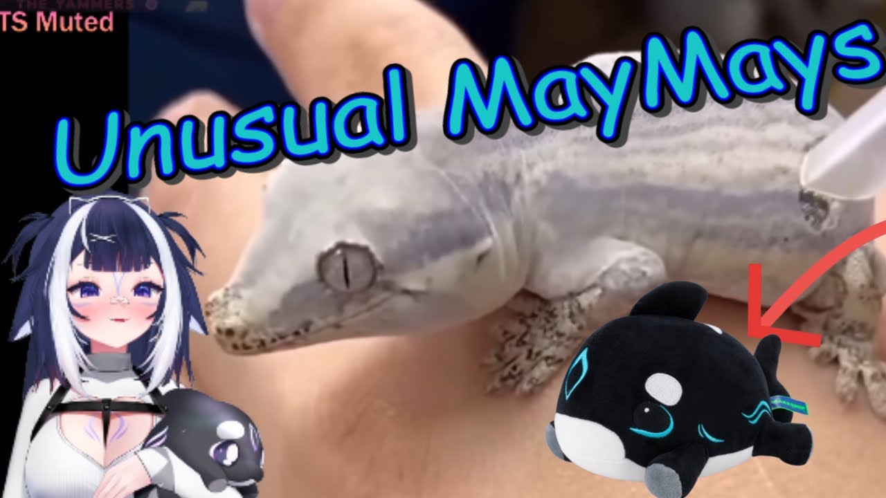 Shylily Reaction To Unusual Memes - YouTube