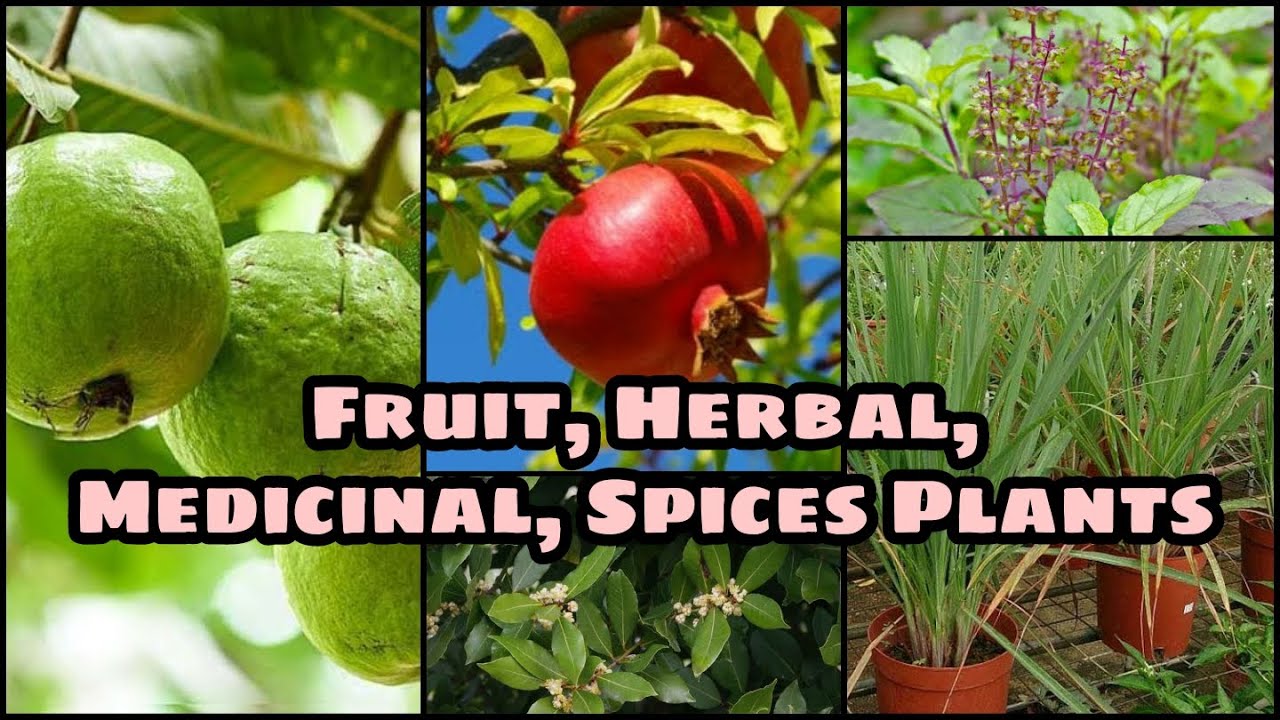 Fruits, Medicinal, Herbal, Spices Plants and more @Saini Plant Home ...