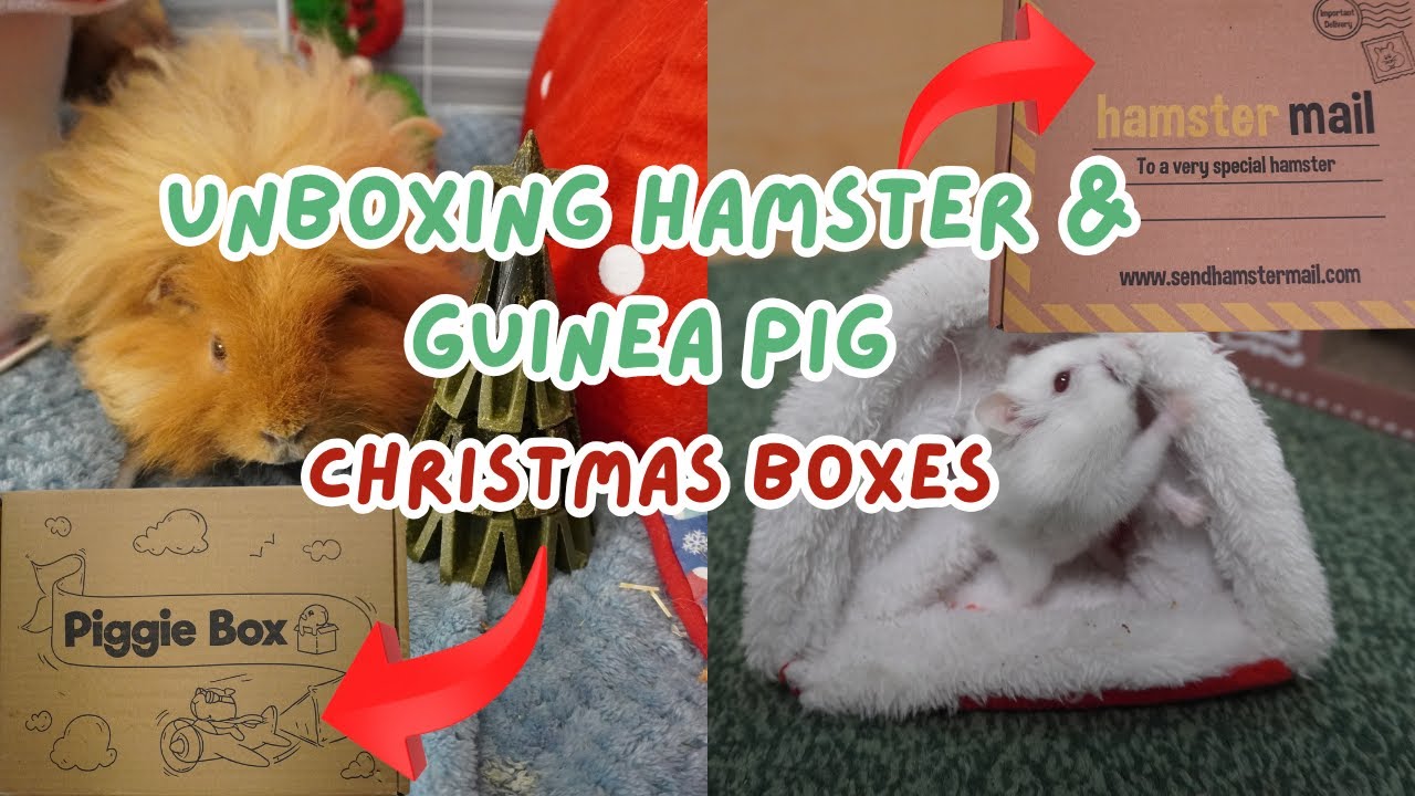 Unboxing the hamster & guinea pig Christmas subscription boxes! - YouTube