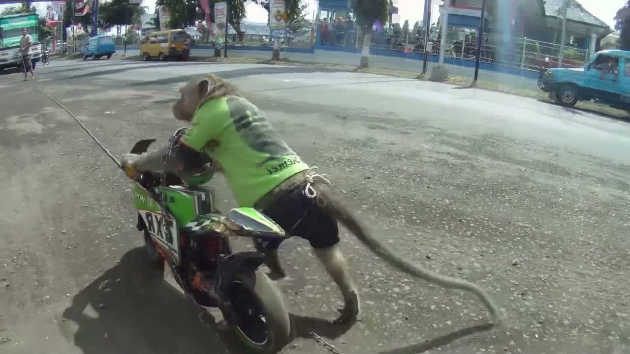 Fastest monkey alive - YouTube