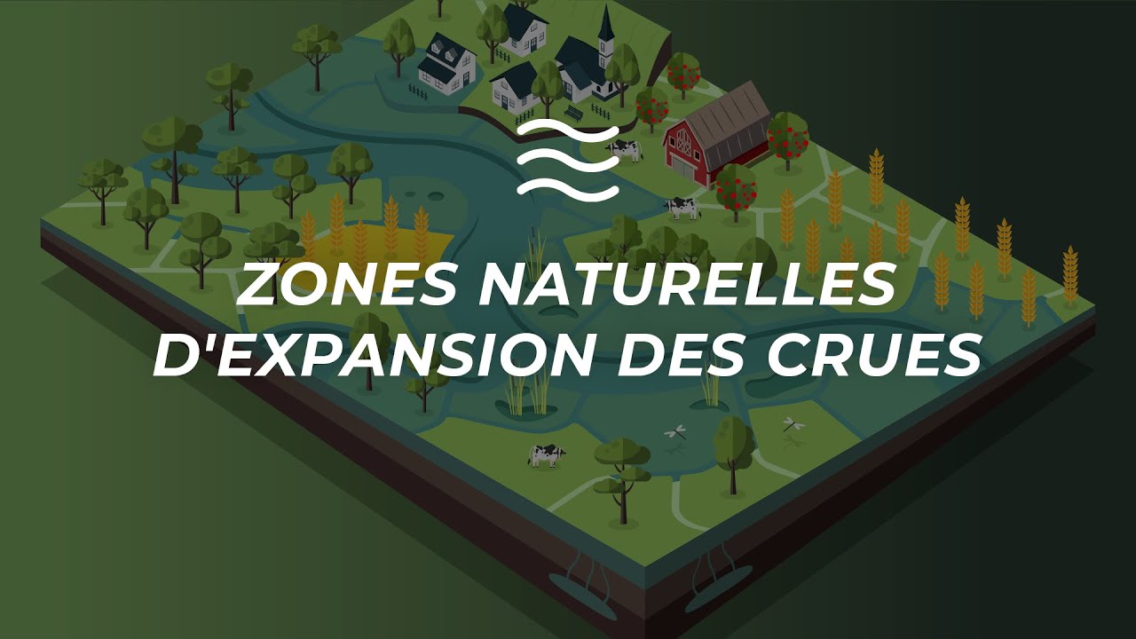 Qu’est-ce qu’une zone naturelle d’expansion des crues ? À quoi ça sert ...