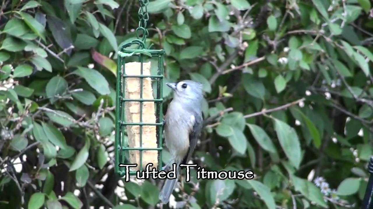 Tufted Titmouse Feeding in HD - YouTube