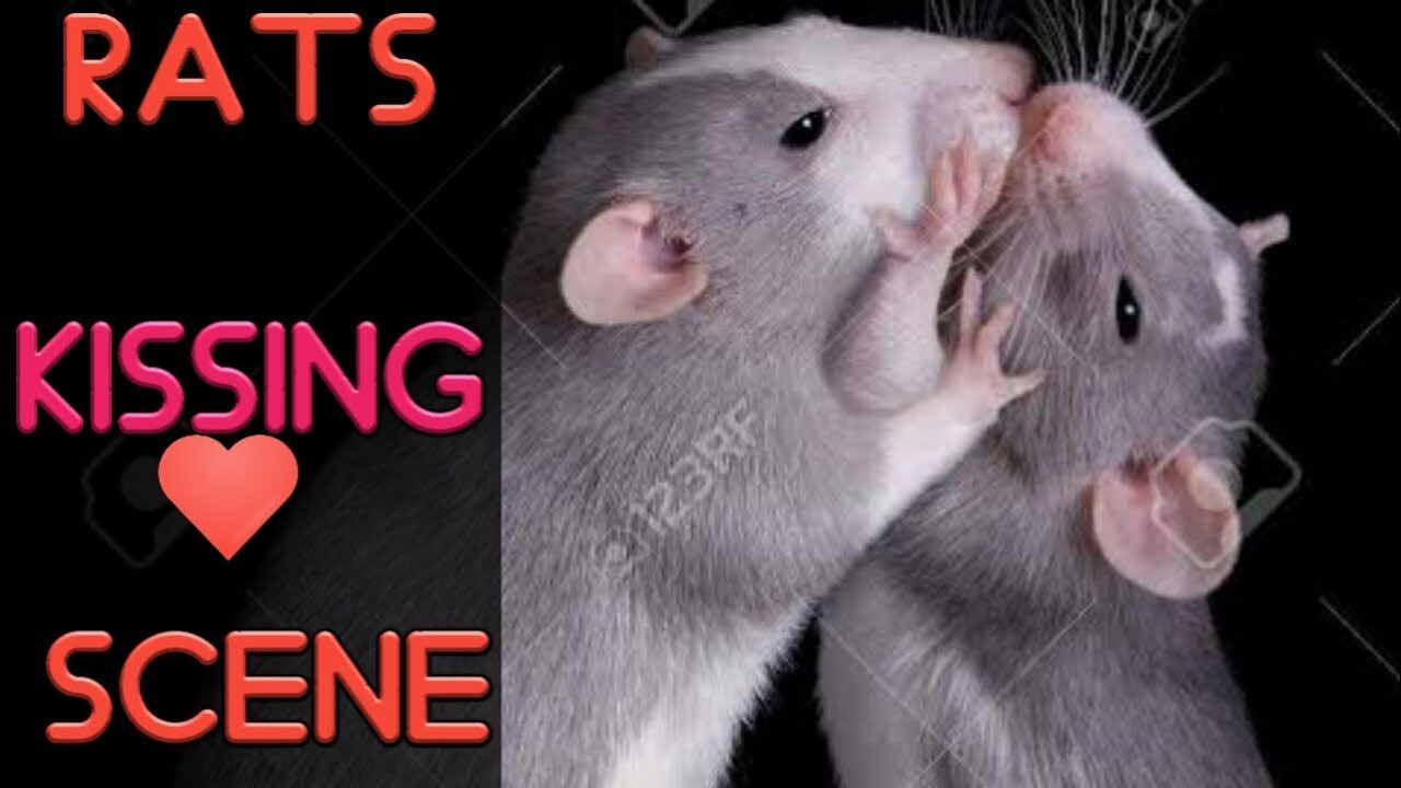 Rat kissing video॥ Romance of rat video - YouTube