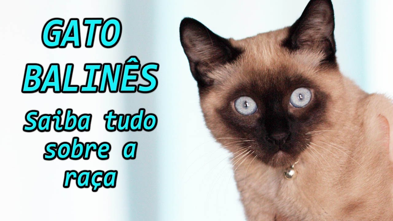 GATO BALINÊS: CONHEÇA ESSA INCRÍVEL RAÇA MISTERIOSA DE GATOS E ...