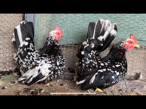 Pulat shabo 17 August 2022