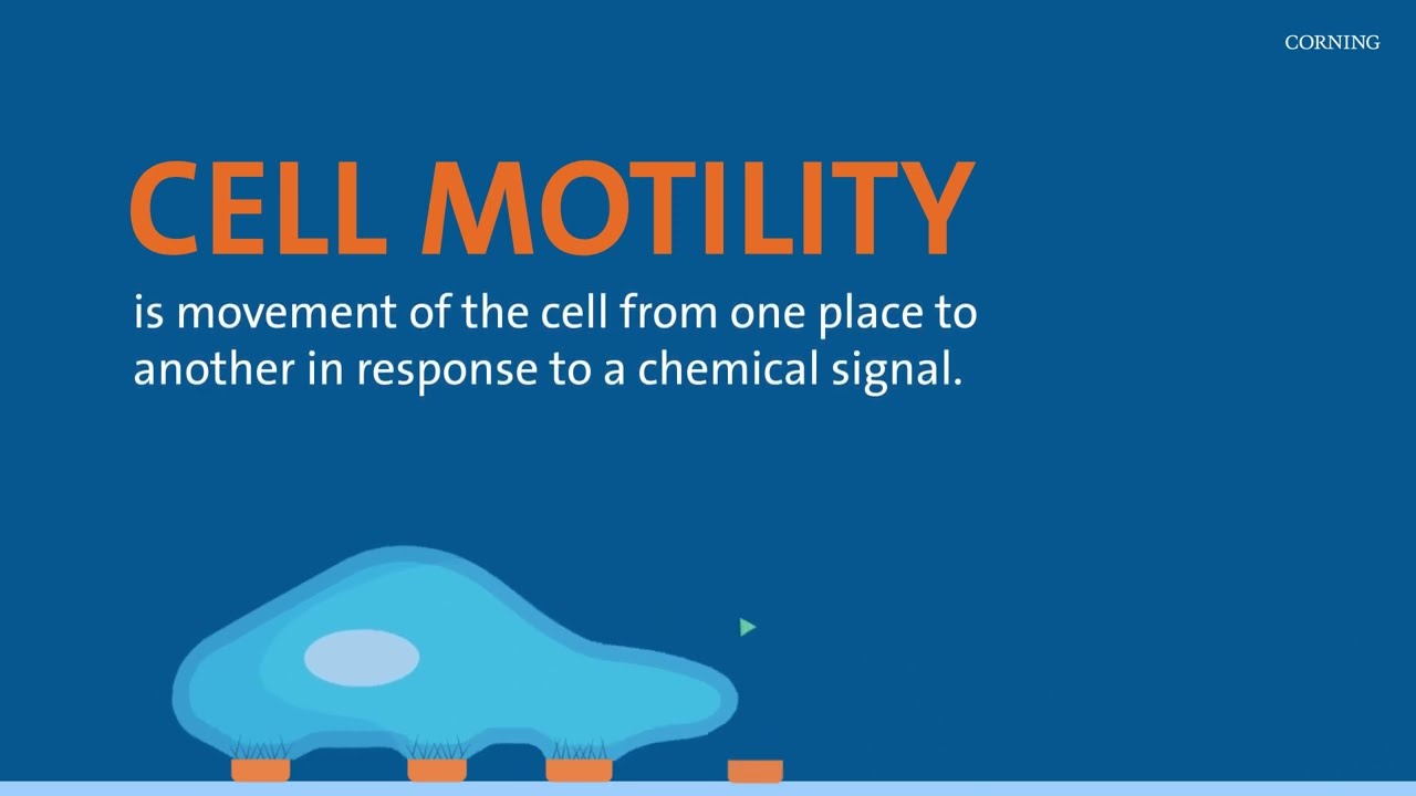 What is Cell Motility? - YouTube