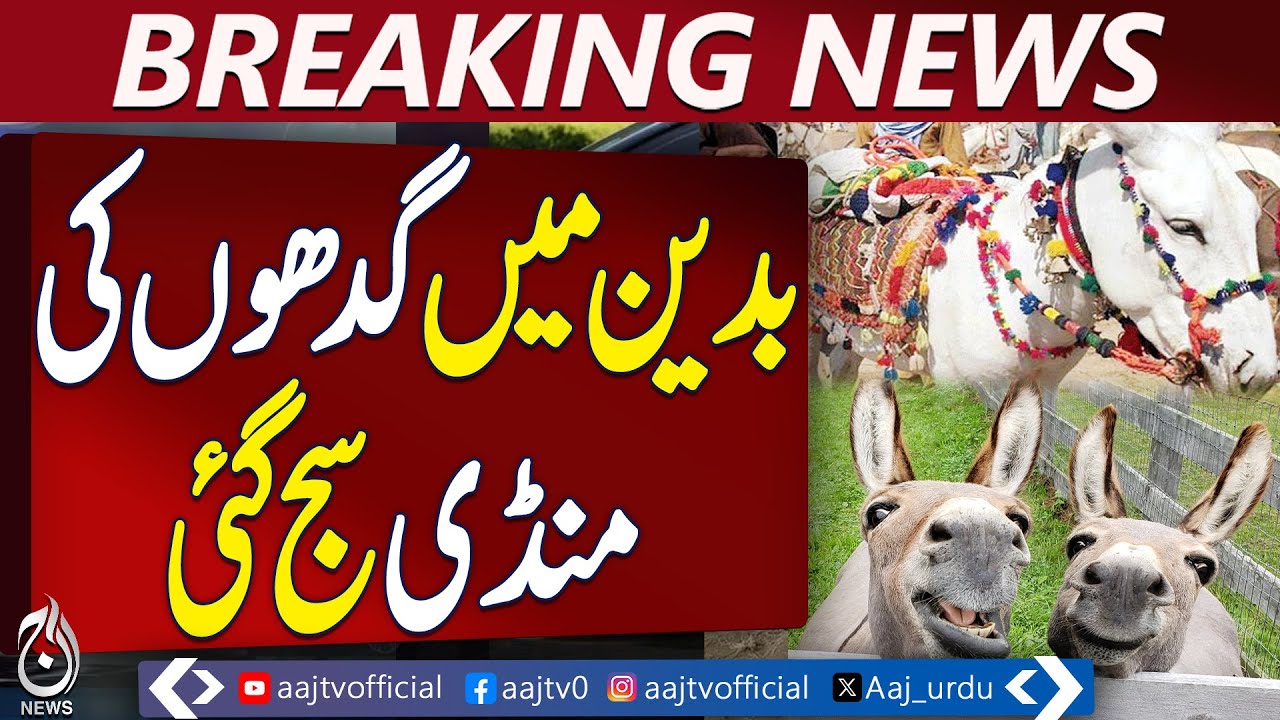 Sindh’s Largest Donkey Market Opens In Badin City - Pakistan News - YouTube