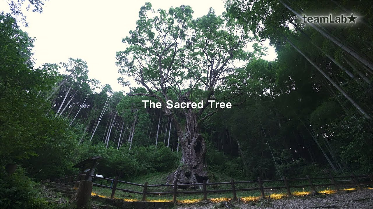 The Sacred Tree - YouTube