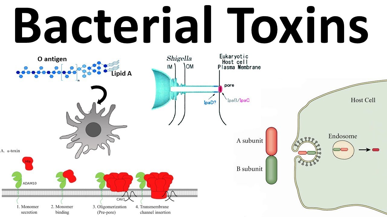 Bacterial Toxins Endotoxin And Exotoxins YouTube