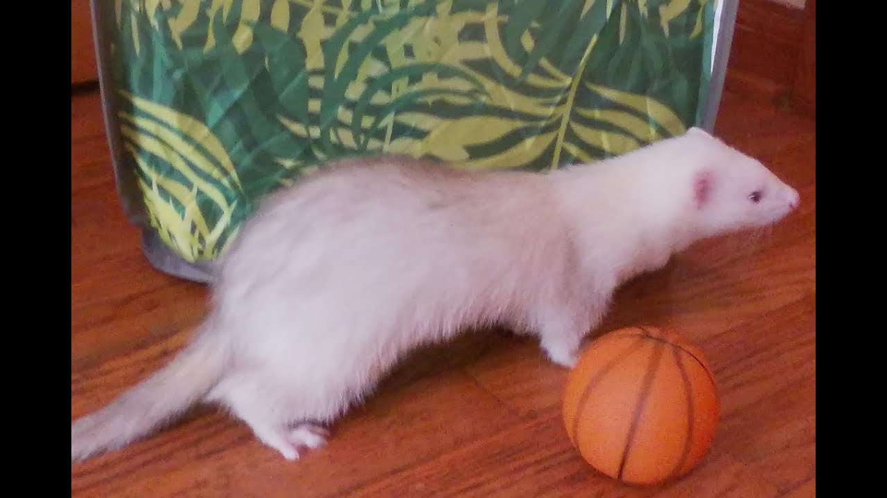 Mitsu the Ferret Plays Basketball - YouTube