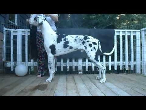 Dog show stacking tips - YouTube