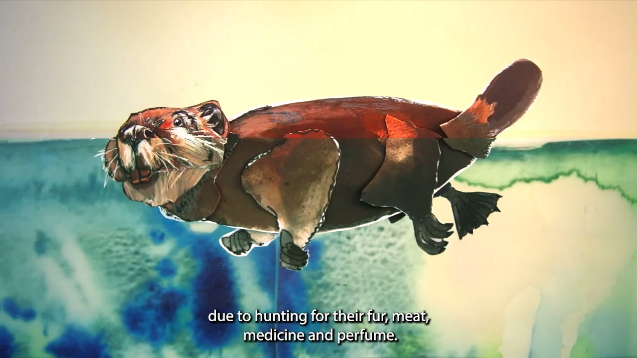 BEAVERS: Nature's Ecosystem Engineers - YouTube