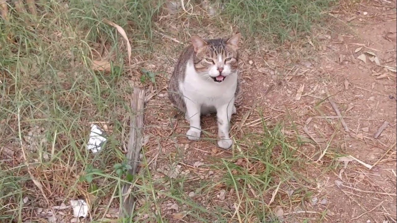 Angels in Fur How Humanity Can Change the World by Feeding Poor Cats ...