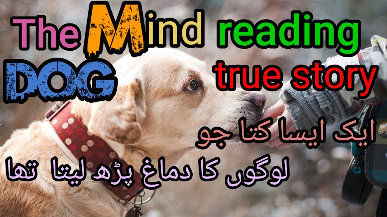 The Mind-Reading Dog: A True Story - YouTube