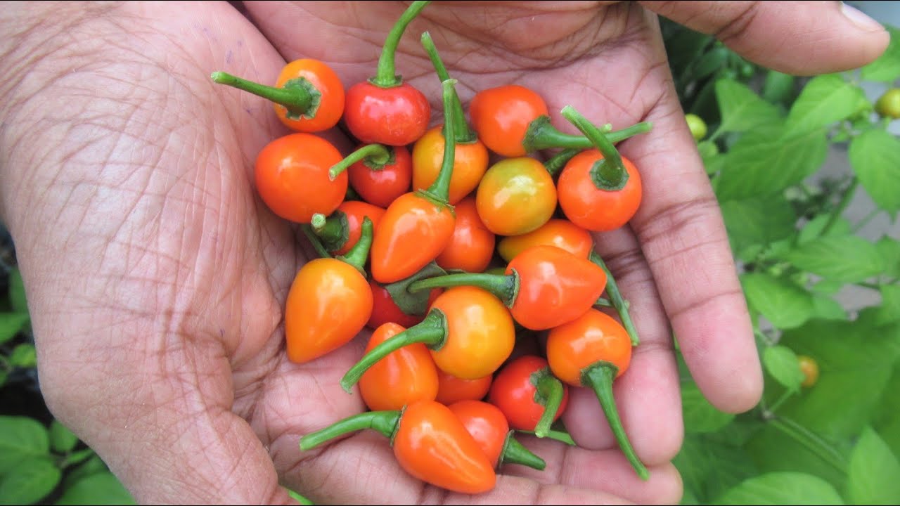 Setting My Wiri Wiri, Balafire & Bird Pepper Seeds For My Summer Garden ...