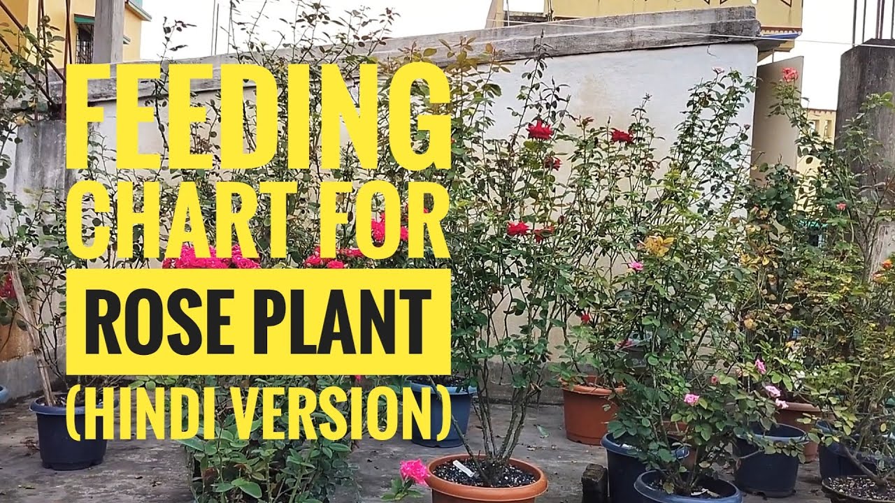 Important tips,& Feeding Chart for Rose plant 🌹🙏🏻💞💞 - YouTube