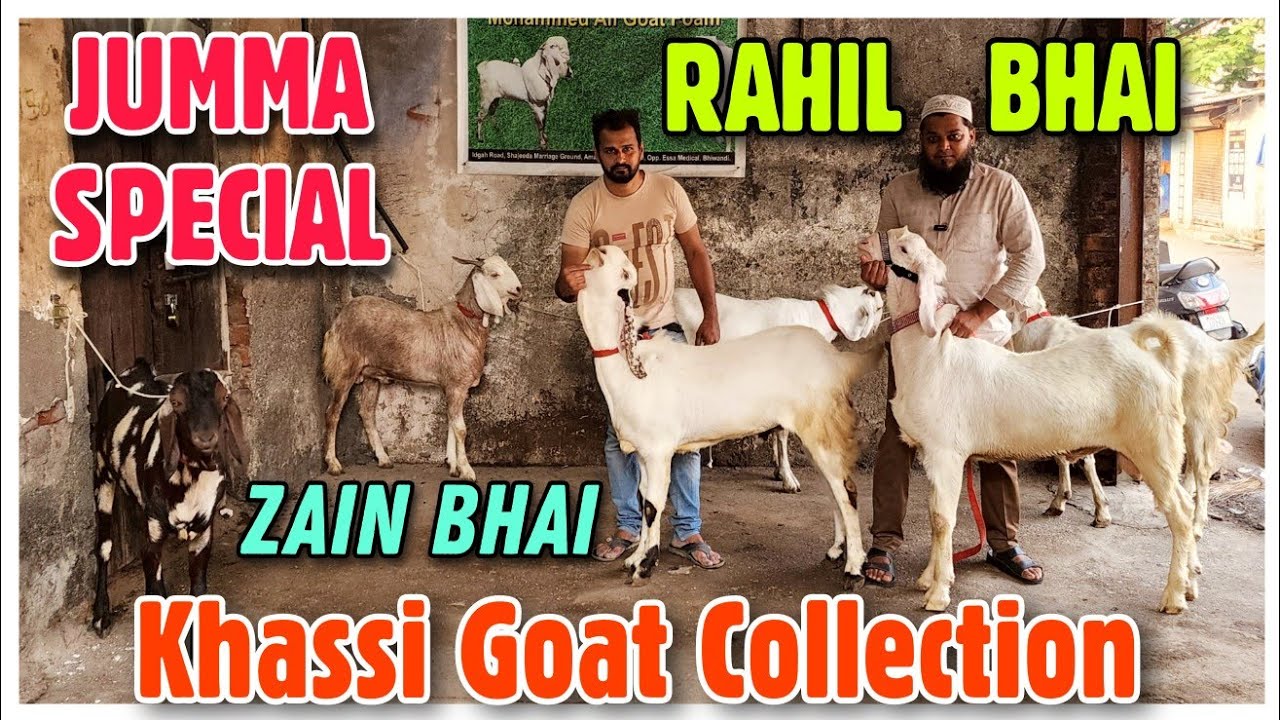 Jumma Special Dhamaka Offer RAHIL BHAI With ZAIN BHAI | Khassi Goat ...
