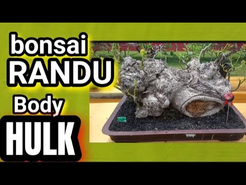 BONSAI RANDU BODY HULK #bonsai #bonsairandu #hobibonsai # ...