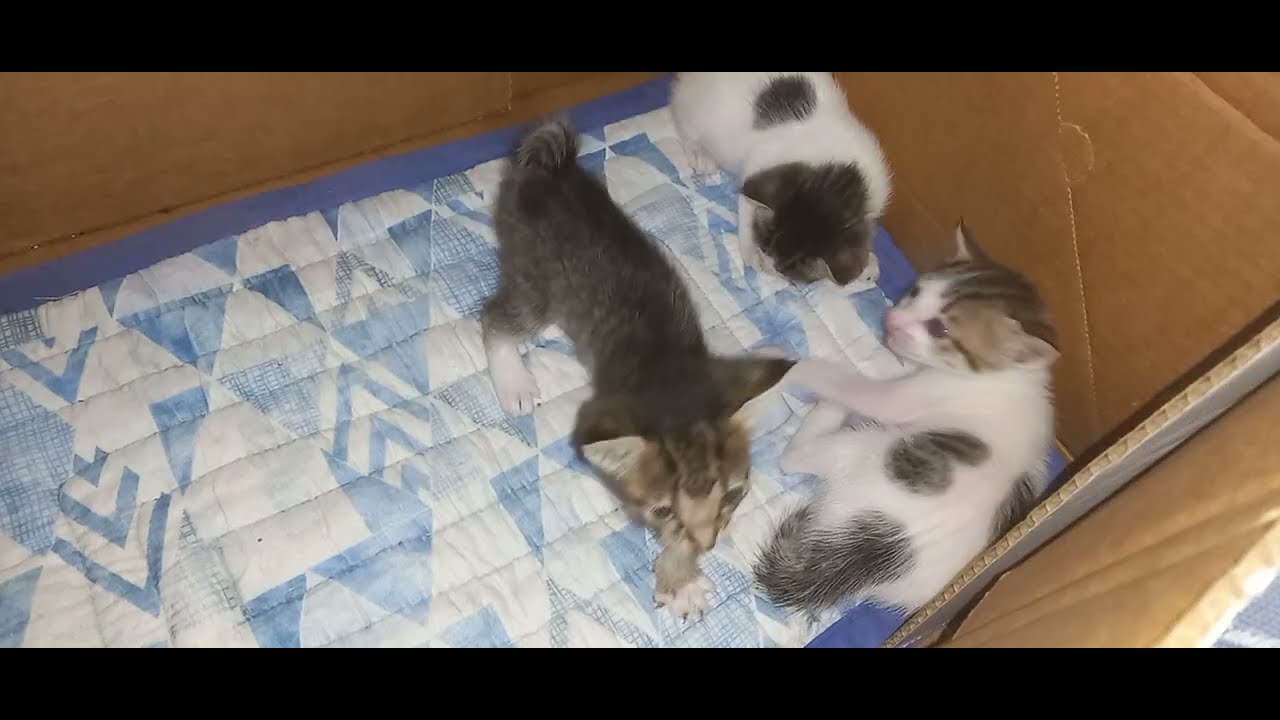 Cute Puspin Kittens - YouTube