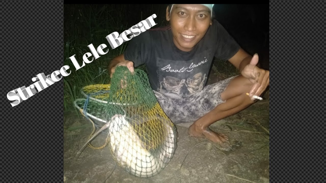 Mancing Ikan Lele - YouTube