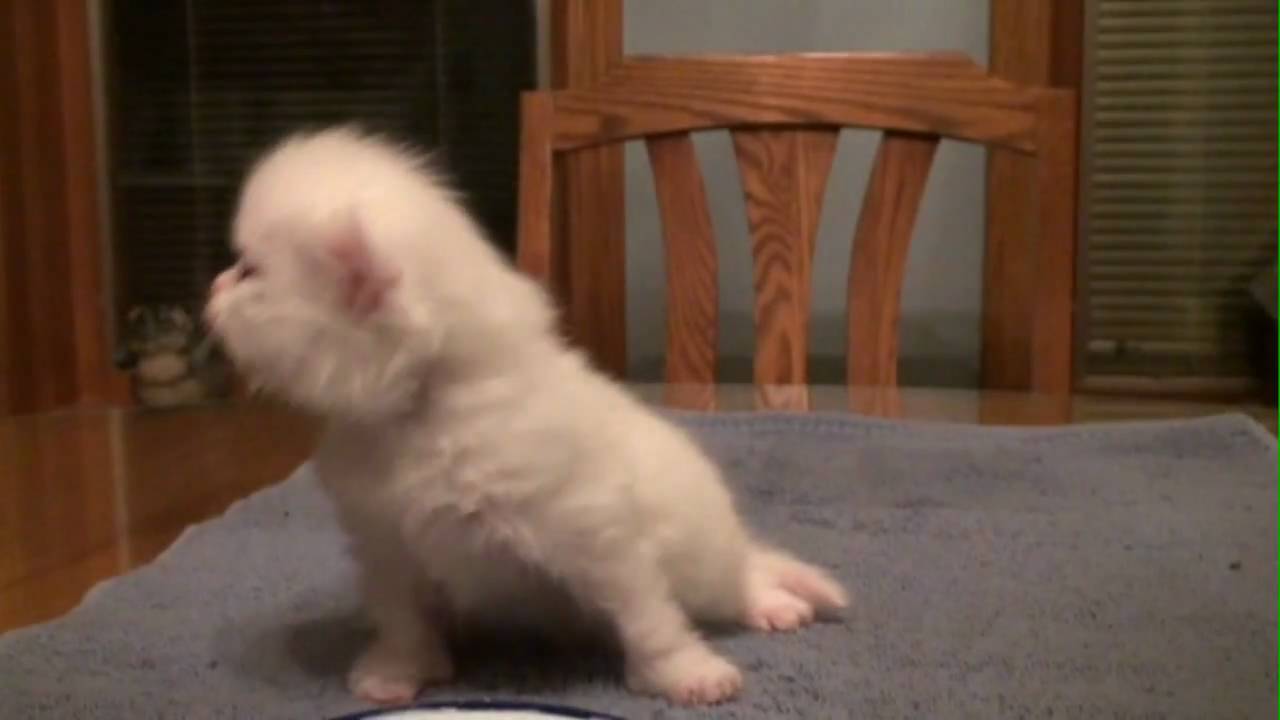 Baby Kitten and his funny meows - YouTube