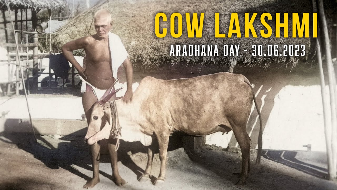 Cow Lakshmi - Aradhana Day - 30.06.2023 - YouTube