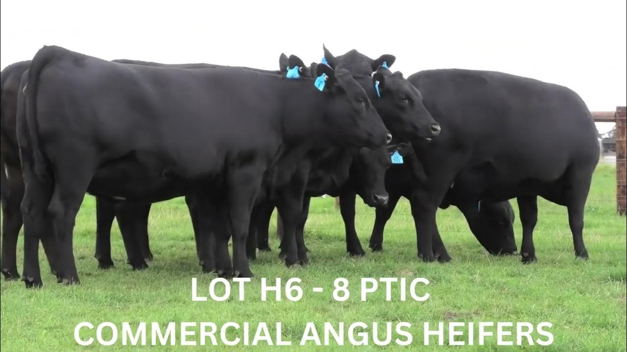 LOT H6 - 8 PTIC Commercial Angus Heifers - YouTube