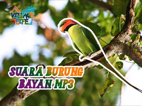 Suara Burung Bayan - village life