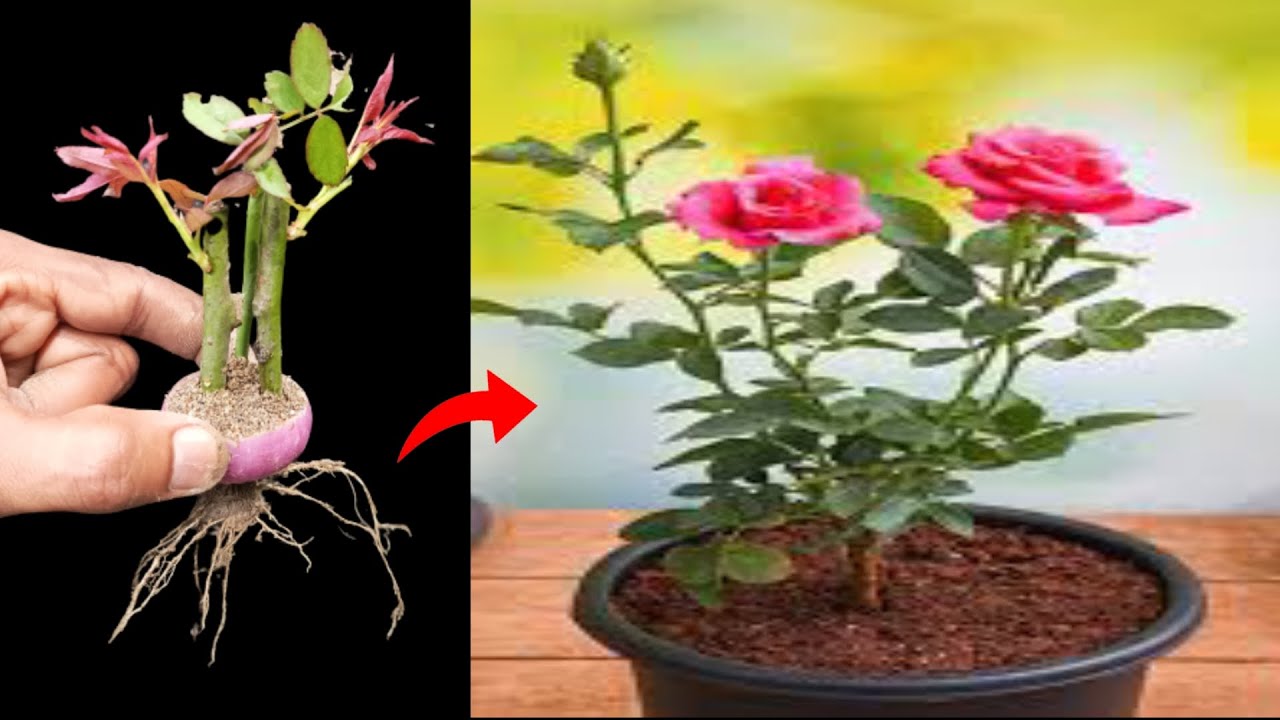 Rose from cuttings very fast with onions,, simple method propagate rose ...
