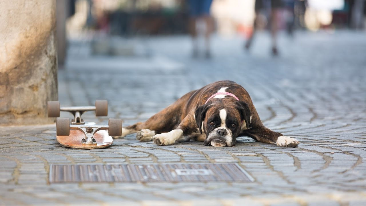 Boxer Dogs - Inspiring Art Therapy? - YouTube