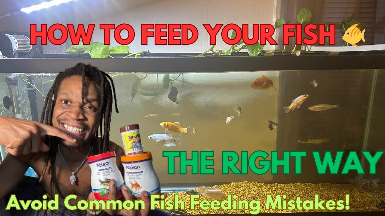 How To Feed Your Fish 🐠 Properly(How Often and How Much) - YouTube