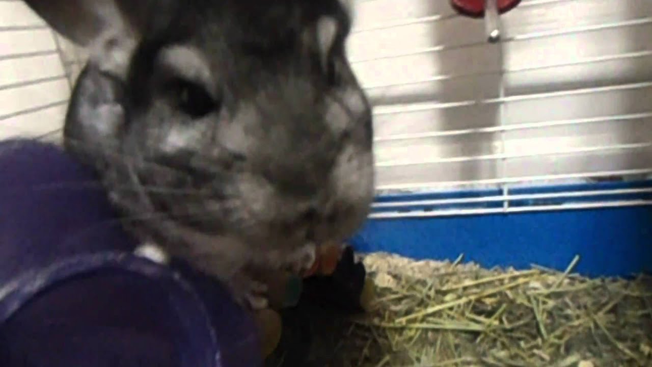Angry chinchilla - YouTube