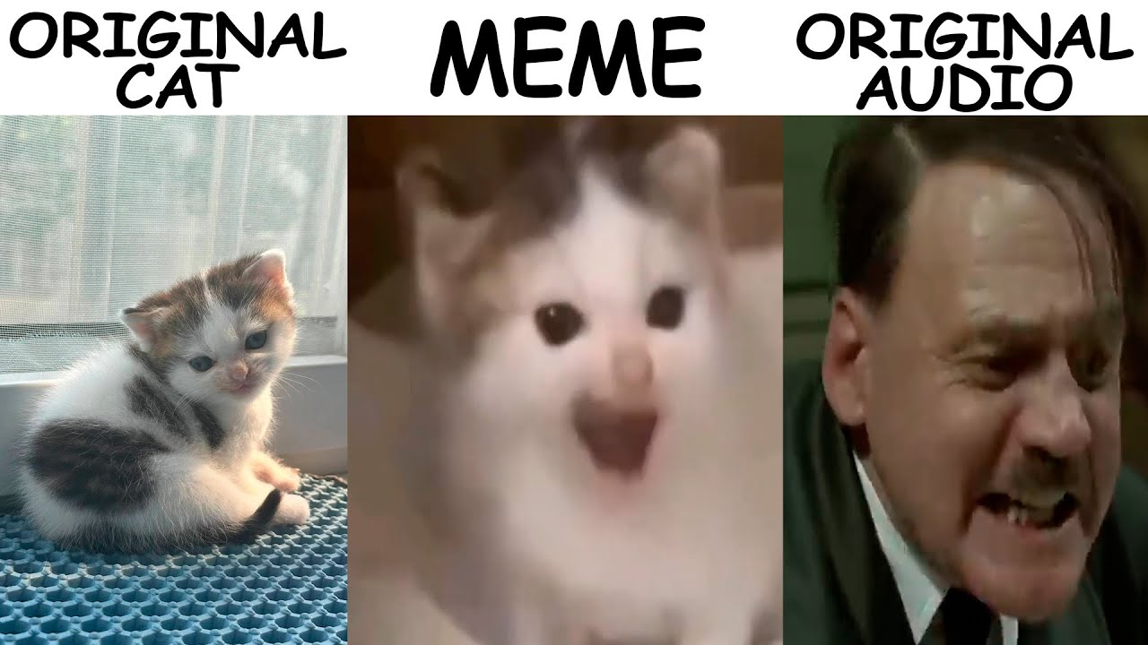 German Cat Original vs Meme Vs Original audio☠️ - YouTube