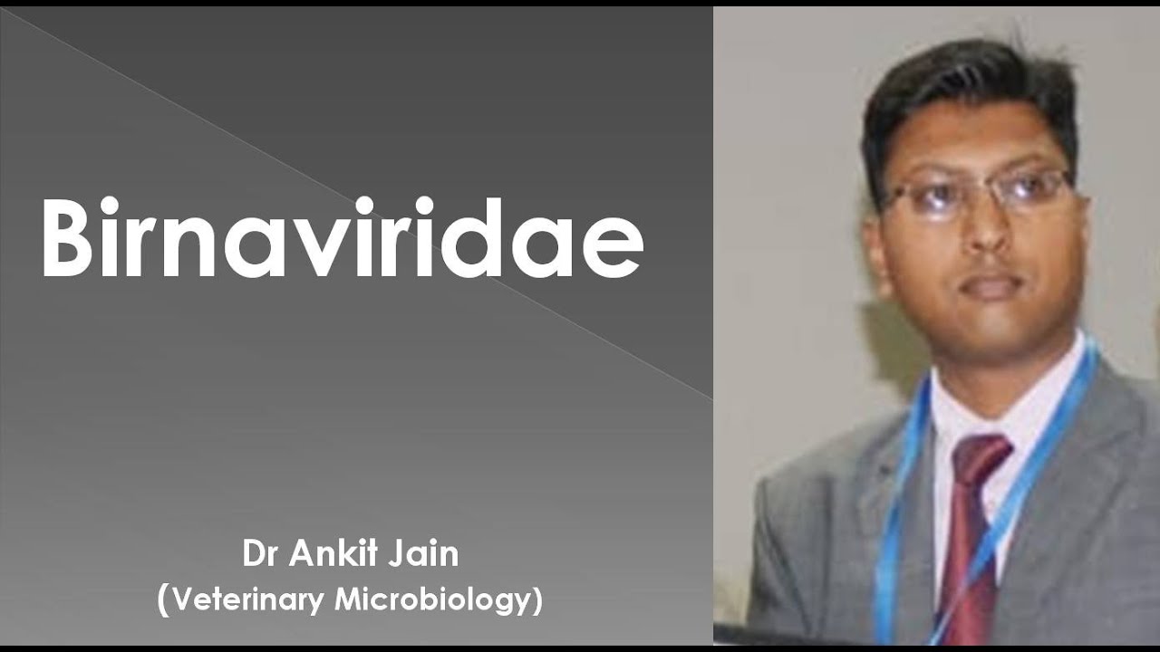 Birnaviridae - YouTube