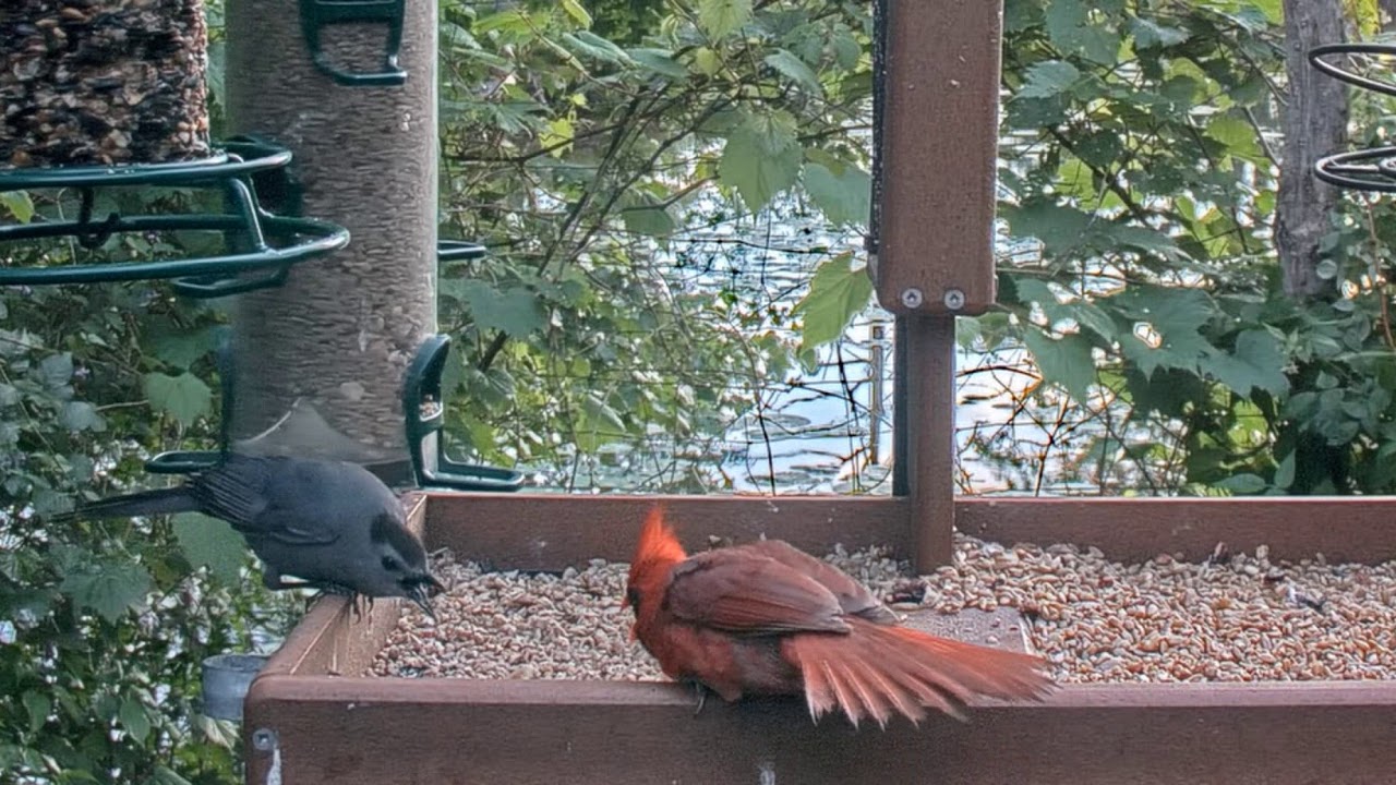 Gray Catbird & Cardinal face off 20 24 Video 2020 06 19 202847 - YouTube