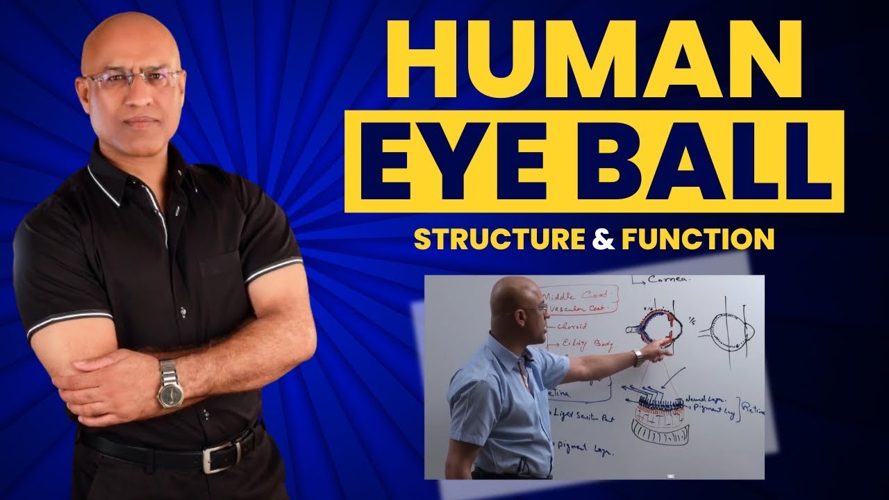 Eye Anatomy | Human Eye Ball | Structure and Function - YouTube