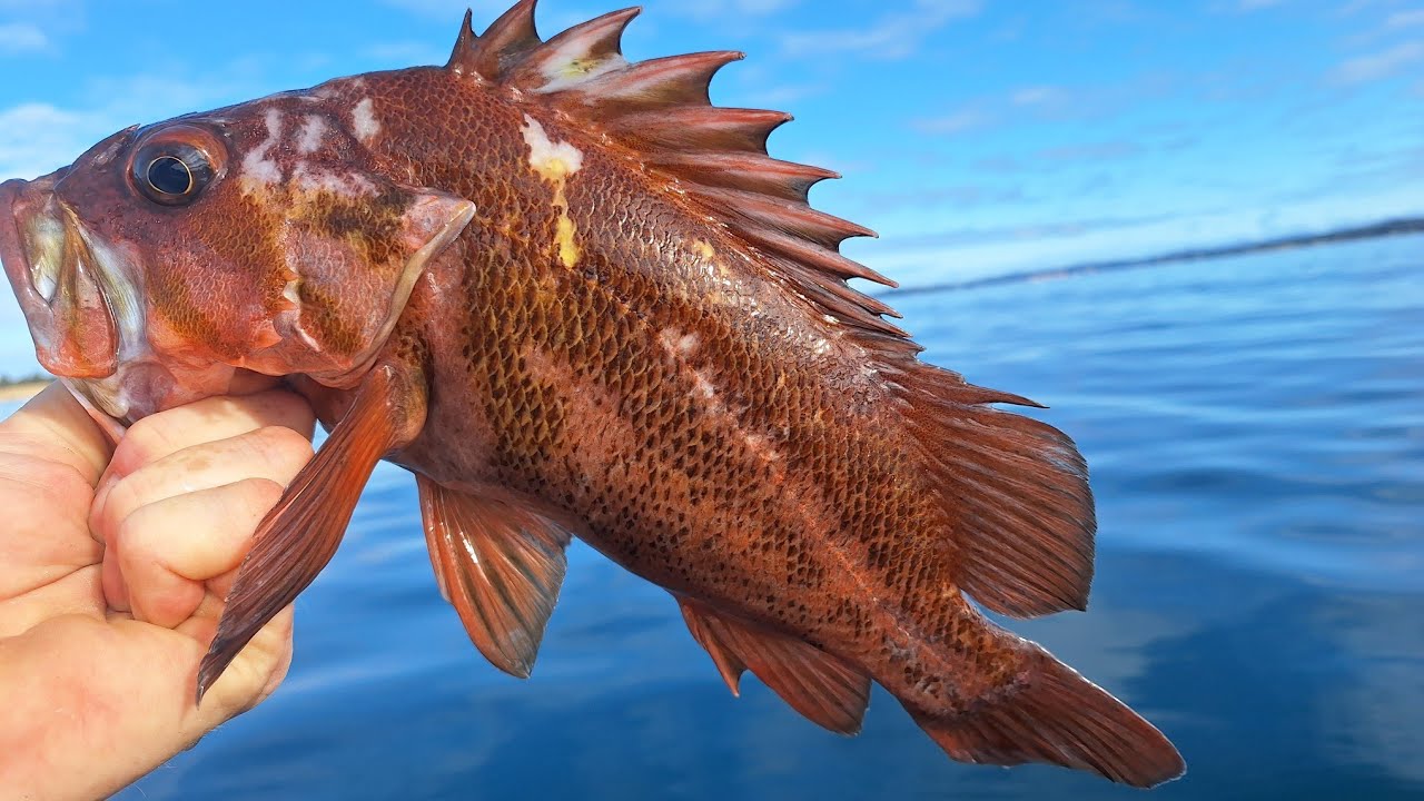 After them Lingcod and Rock Fish again with a Mooching Rig. - YouTube