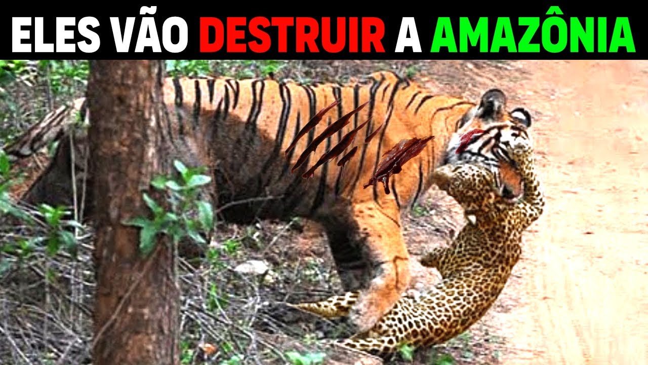 Esse tigre está na Amazônia 😱 E É ISSO QUE VAI ACONTECER - YouTube