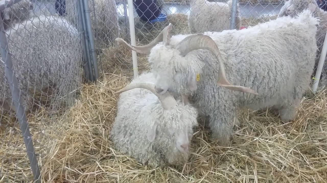 Sheep Cannibal - YouTube