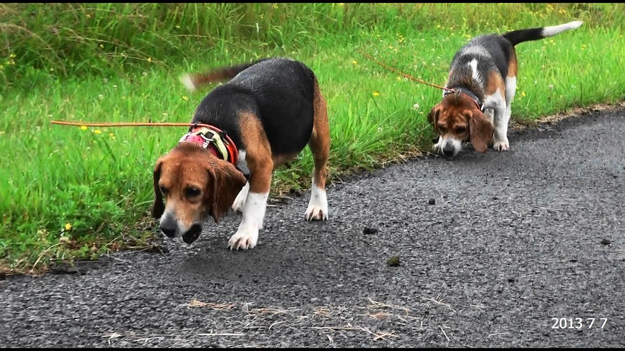 Skyview's Beagles Jen & EZ working Black Top - YouTube