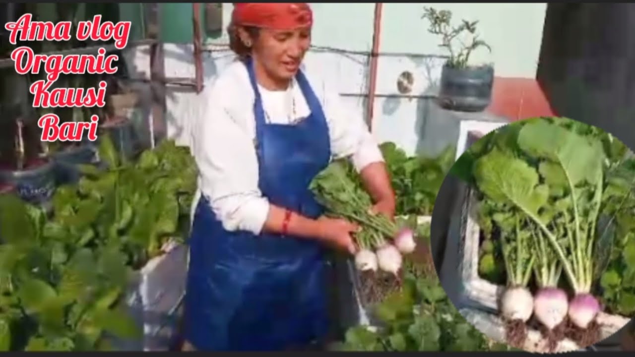 Ama ko kausi bari, organic vegetables@dhanmayasuroj @Surojshvlogs - YouTube