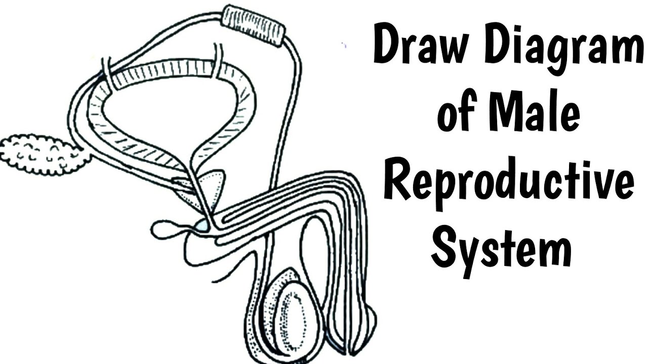 how to draw diagram of male reproductive system how to draw male ...