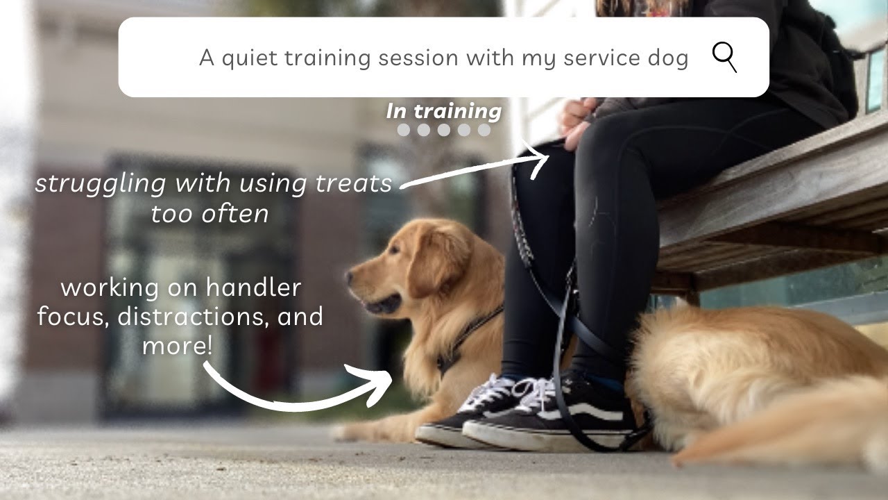 A “Quiet” Training Session with my Service Dog in Training! | Working ...