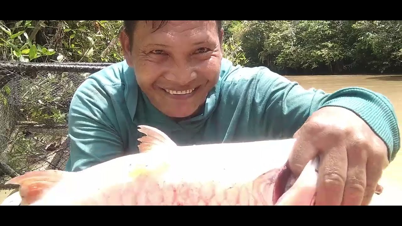 angkat bubu dapat ikan barau,lumayan babon - YouTube